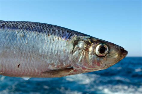 Atlantic Herring Atlantic States Marine Fisheries Commission