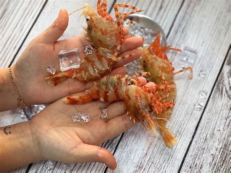 한손수산 살아있는 활 독도새우 꽃새우 닭새우 300g 500g 1690261537 사이소