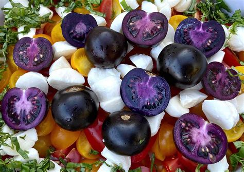 Purple Tomato Norfolk