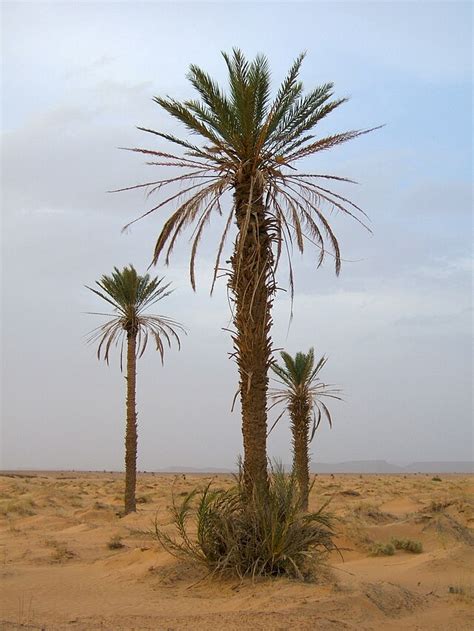 Phoenix Dactylifera Bharatpedia