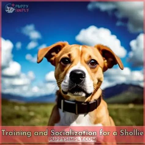 The Shollie Exploring The Captivating German Shepherd Border Collie Mix