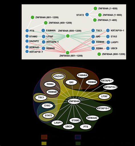Yeast Two Hybrid Screening Identifies 18 Znf804a Interactors A Download Scientific Diagram