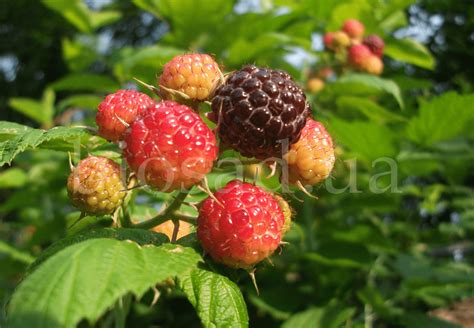 Малина чорна Літач Litach ранній сорт 5 шт ᐉ купити з доставкою