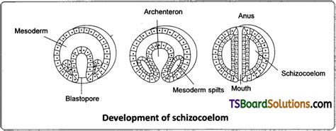 Ts Inter 1st Year Zoology Study Material Chapter 2 Structural