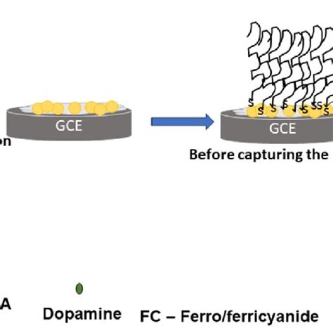 Scheme 1 Schematic Representation Of The Aptasensor Development