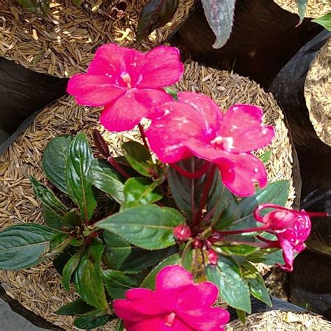 Jual Bunga Viola Minim Order 4 Pohon Shopee Indonesia