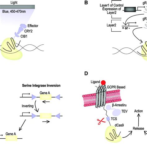 Crispr Based Synthetic Transcription Factors For Transcriptional
