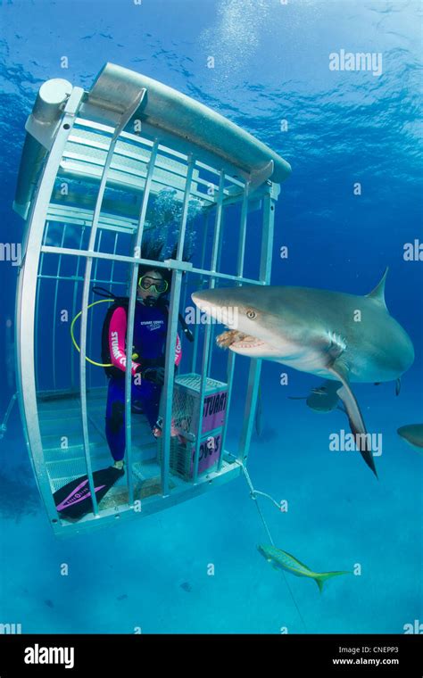 Scuba Diving With Sharks In A Cage