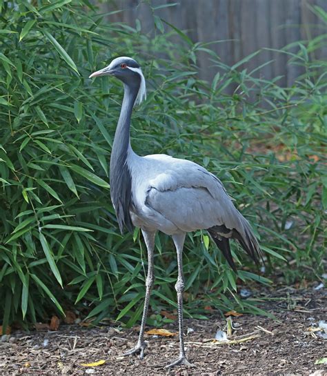 Pictures And Information On Demoiselle Crane