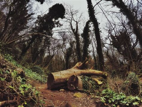 Premium Photo Tree Trunk Lying On Ground In Forest