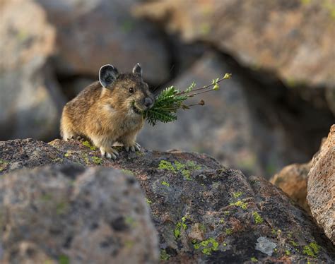 American Pika — Deirdre Denali Photography