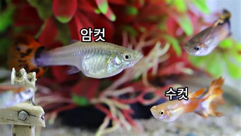 구피 키우기 쉽고 간단하게 알려드립니다 구피 종류 번식 방법