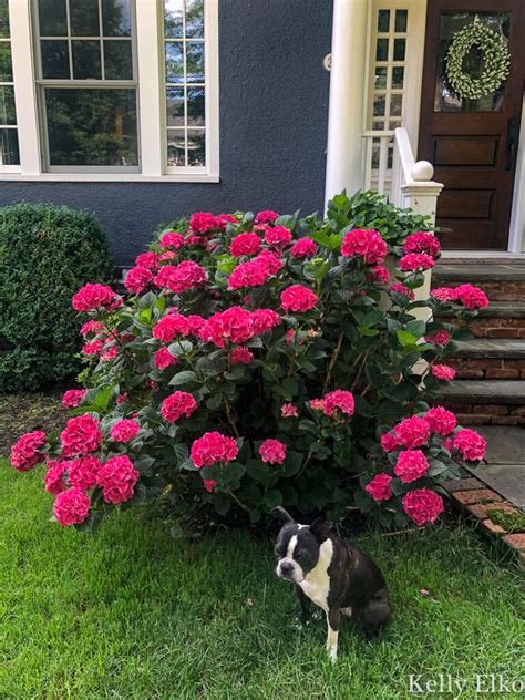 Why Every Garden Needs A Summer Crush Hydrangea Planting And Care Tips