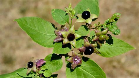 15 Poisonous Flowers To Avoid And Remove From Your Garden