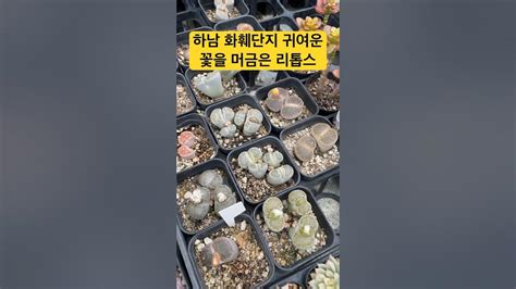하남 화훼단지 꽃을 머금은 말발굽을 닮은 귀여운 리톱스다육식물 다육이 다육 다육이키우기 난리났어난리났어김동배