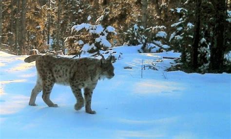 Edhe Macja E Egër Mbrohet Me Ligj Të Dyshuarin E Pret Dënimi Gazeta