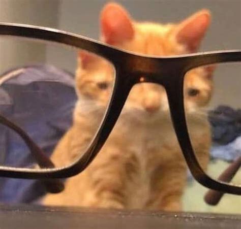 40 Imágenes Sin Contexto Que Realmente Cuesta Explicar Panda Curioso