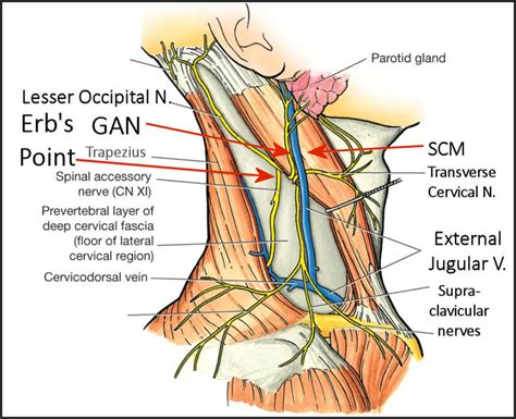 Greater Auricular Nerve Block Reduces Dental Hypersensitivity To Intraoral Cold Water Swish