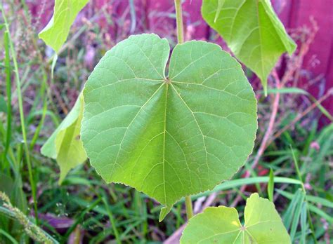 Facts About Velvet Leaf Health Benefits