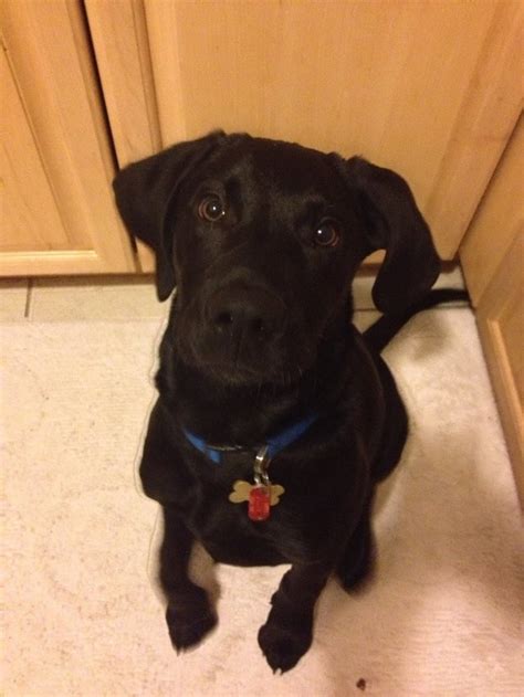 6 Month Old Black Lab Puppy Aww