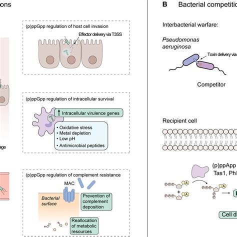 Pppgpp Reprograms Cell Metabolism By Transcriptional And