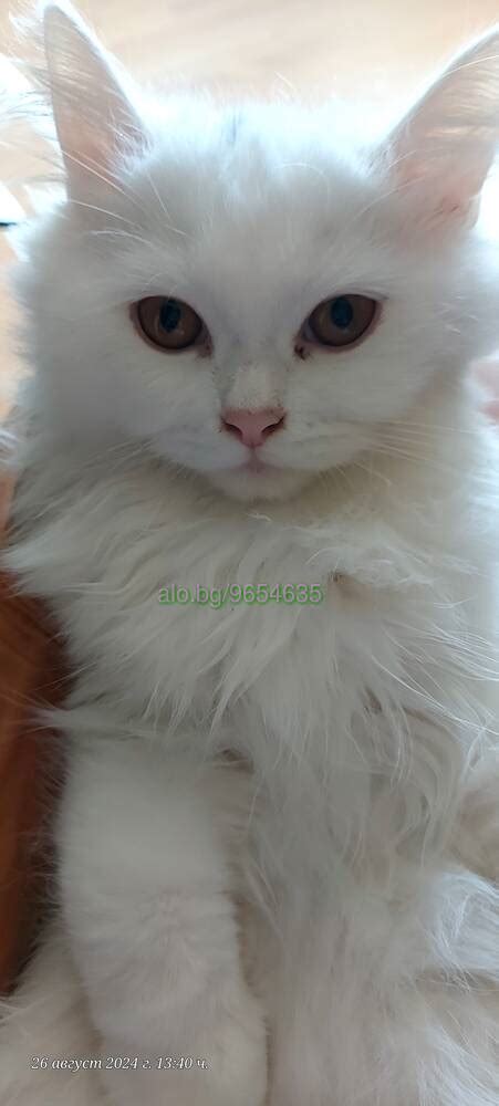 Персйски котенца Персийска 5 месеца Мъжко Женско Бяло Котки продава Варна Гушливи то