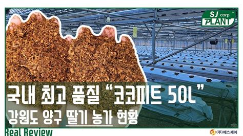 소개 딸기 하우스 코코피트는 어떤것이 제일 좋을까 Sj Plant 코코피트 50l 신제품 Youtube