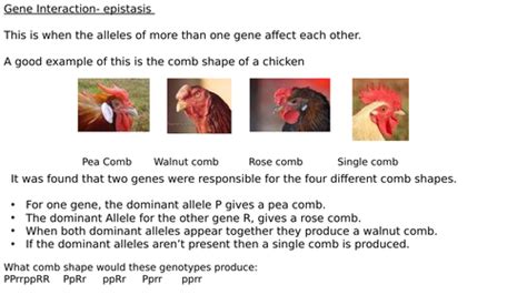 Ocr A Level Biology Patterns Of Inheritance 612 Whole Topic