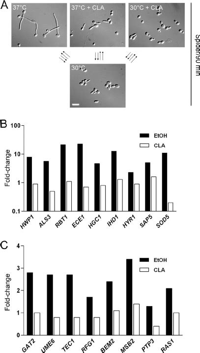 Expression Levels Of Selected Differentially Expressed Genes A Download Scientific Diagram