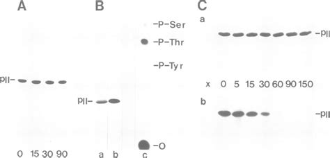 Limited Proteolysis Of Protein Ii And Its Phosphorylation By Protein