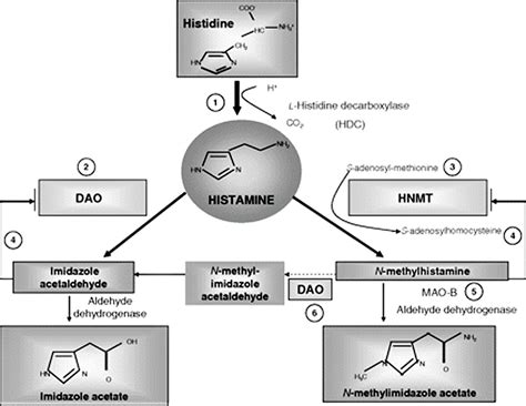 Histamine Intolerance Causes Symptoms Diagnosis Test Treatment
