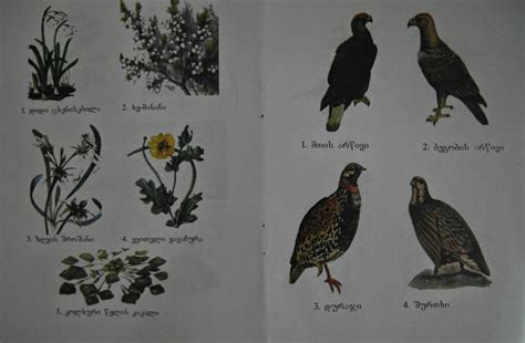 ქეთინო დობორჯგინიძის პორთფოლიო საქართველოს წითელი წიგნი