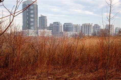 View Of Modern High Rise Buildings Behind A Field Of Dry Autumn Grass