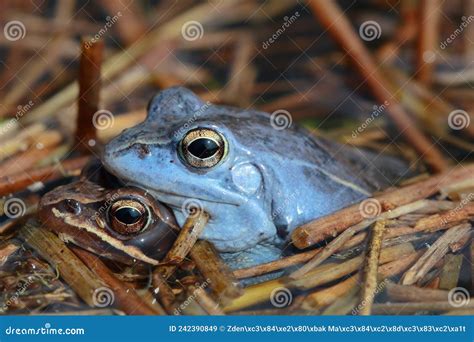 The Moor Frog Rana Arvalis Couple In Amplexus In Natural Habitat