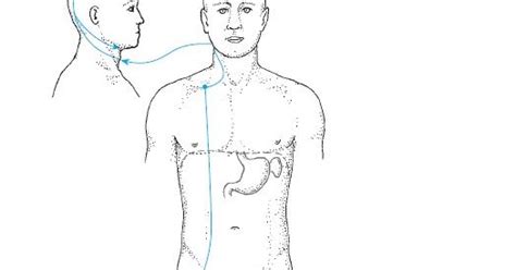 Blog Le Souffle Du Menhir Méridien Luo De Lestomac Zu Yang Ming Luo Mai