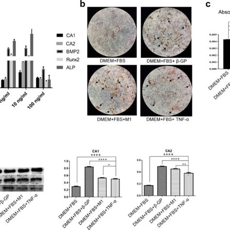 The Effect Of Macrophages On Vsmc Calcification Vsmcs Were Cocultured
