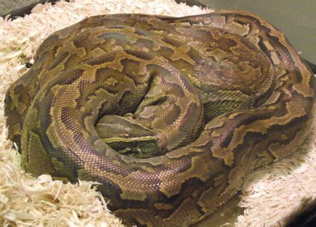 Northern African Python Fwc