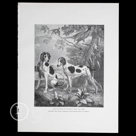 1881 Foxhound And Pointer Cross In France Original Black And White Woodcut Plate Out Of The