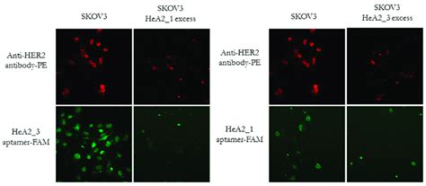 Fluorescence Microscopy Analysis Of The Aptamer Binding Specificity And
