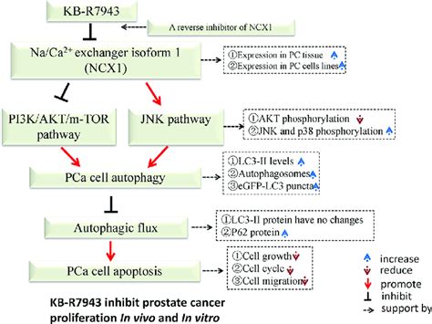 Schematic Description Of The Relationship Between Autophagy And