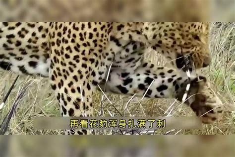 花豹敢惹豪猪，被刺扎穿身体，最后两败俱伤！ 豪猪 身体