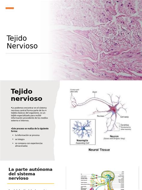 Tejido Nervioso 41 Pdf Tejido Nervioso 41 Pdf
