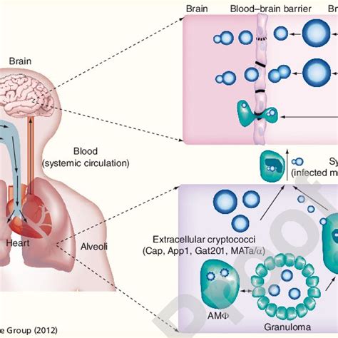 The Dissemination Model Of Cryptococcus Neoformans From The Environment