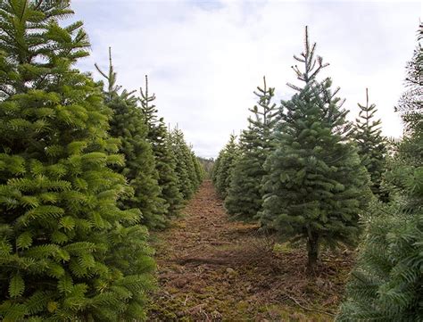 How To Grow A Douglas Fir Tree A Step By Step Guide