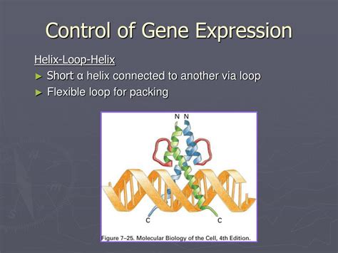 Ppt Chapter 7 Control Of Gene Expression Powerpoint Presentation