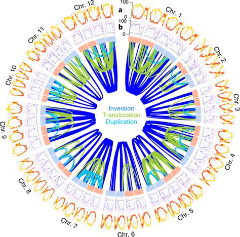 The Genomic Features Of The Autotetraploid Potato Genome A Gene