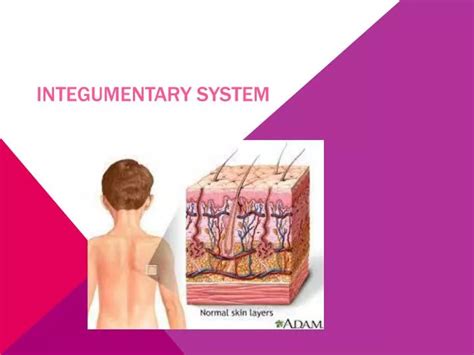 PPT Integumentary System PowerPoint Presentation Free Download ID 2861236