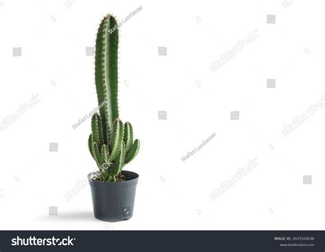 Dildo Cactus Royalty Free Images Stock Photos Pictures Shutterstock