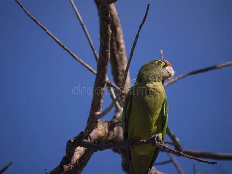 Orange Fronted Parakeet On A Branch Stock Image Image Of Fronted
