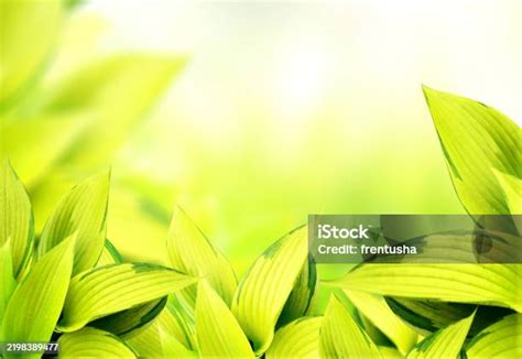 Bokeh 햇볕이 잘 드는 배경에 Hosta의 잎 생태학 녹색 녹색 에너지 환경 및 보존 보호 개념 수평 흐릿한 추상 배경 와 새로운 봄 질경이 백합 잎 와 새로운 봄